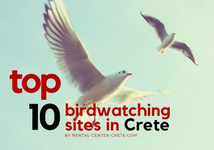 Top 10 Birdwatching sites in Crete - Rental Center Crete
