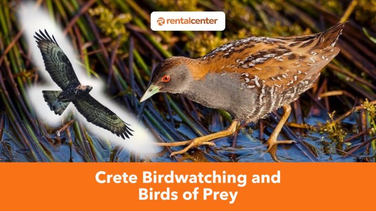 Birdwatching in Crete: 10 Important Sites and Birds of Prey