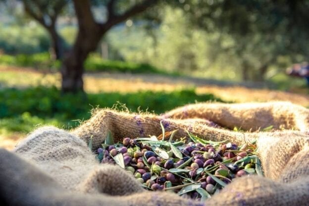 Olive Harvest in Crete - How Are Olives Harvested in Crete - Greece?