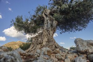 The Sacred Olive Trees of Crete: History, Tour and Car Rental