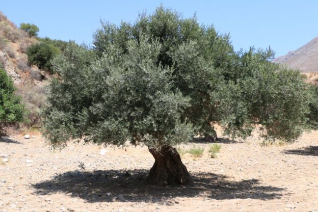 The Sacred Olive Trees of Crete: History, Tour and Car Rental