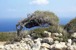 The Sacred Olive Trees of Crete: History, Tour and Car Rental