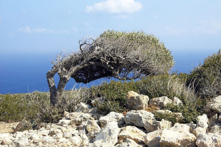 The Sacred Olive Trees of Crete: History, Tour and Car Rental